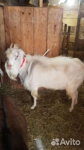 Козел Ламанча чистопородный племя