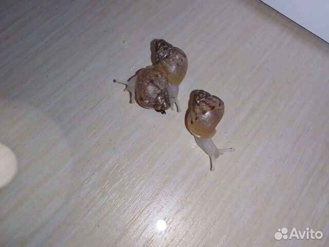 Улитки ахатины Альбино