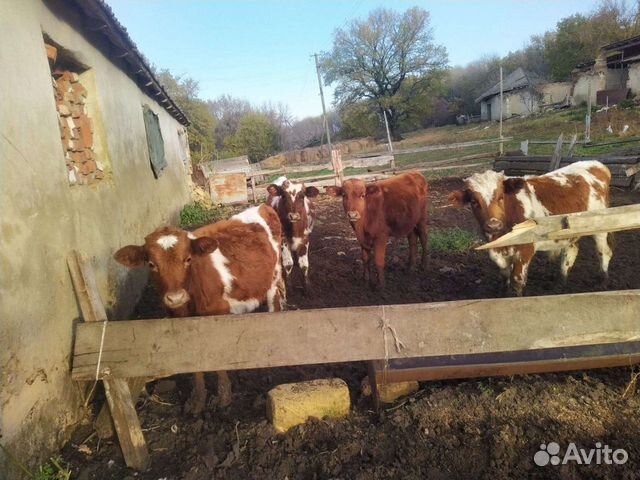 Телята 4 телки и 3 бычка
