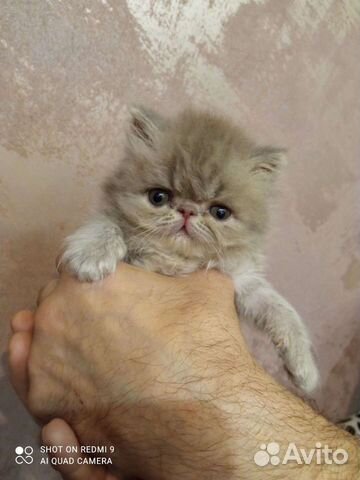Персидский котёнок девочка