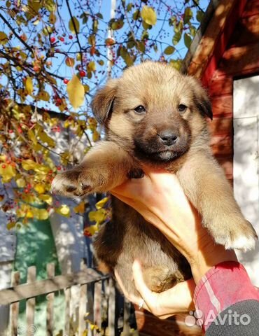 Щенки - крепыши 1,5 месяца