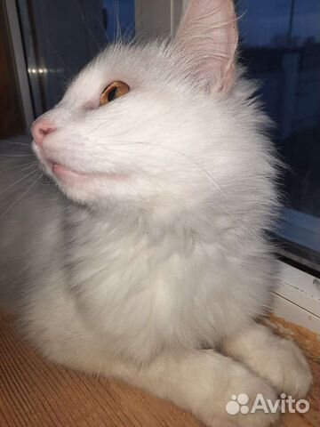 Кот мышелов