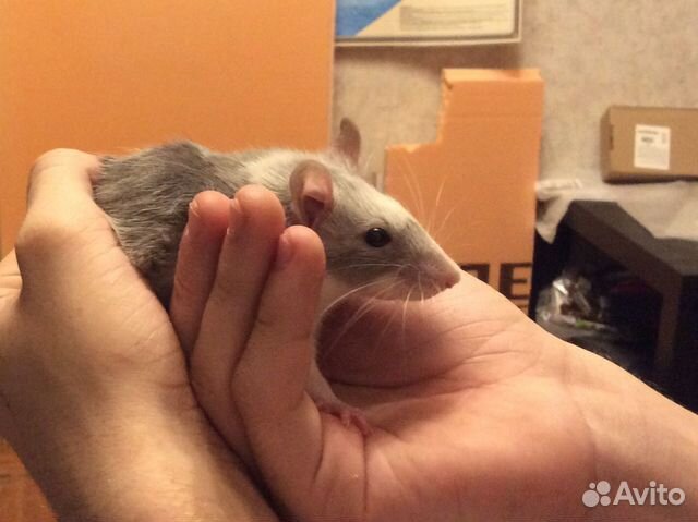 Крыс дамбо, самец, вязка