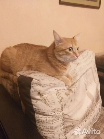 Отдам кота в добрые руки