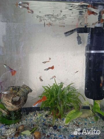 Живая рыба аквариумная Гупешки