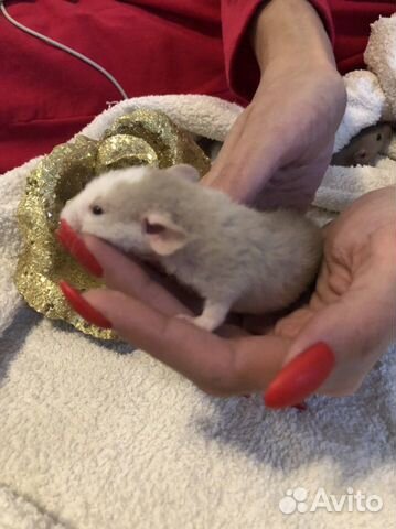 Крысята сиамские дамбо. И Рексы