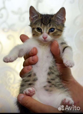 Кошечка Ева 2,5мес