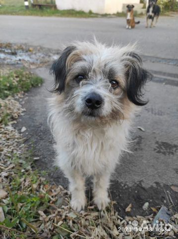 Ищет дом мелкий пёсик Вилли