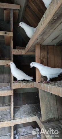 Продажа голубей