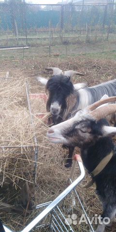 Альпийская коза