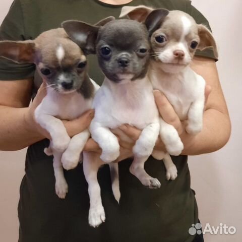 Малыши Чихуа