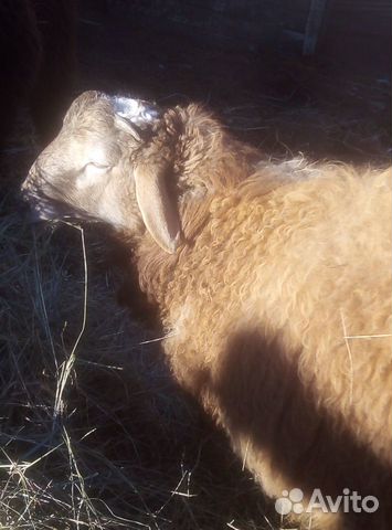 Баран производитель