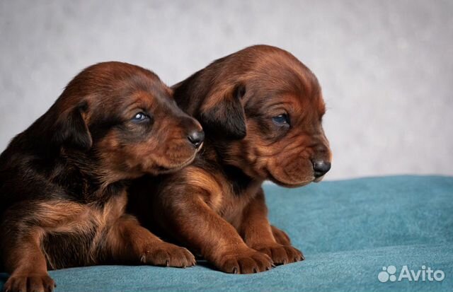 Пинчер стандартный