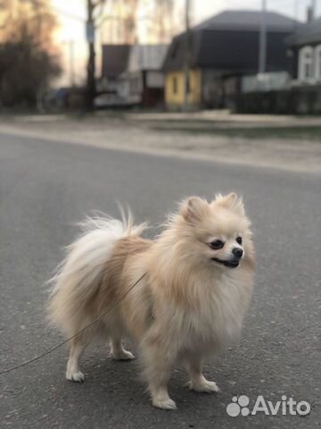 Шпиц ищет жениха