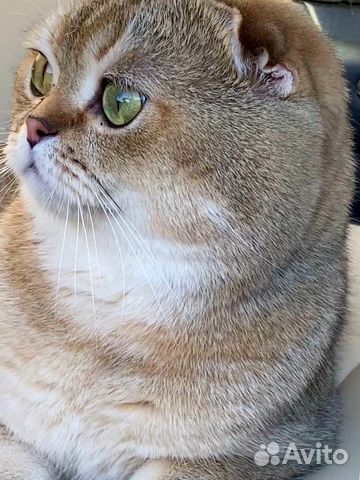 Шотландский кот на вязку