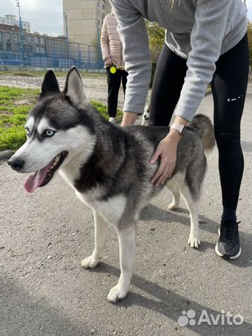 Хаски сука нашли парк дгту