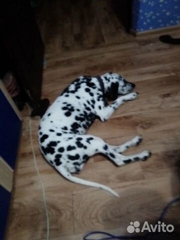 Ищем хозяина далматинца