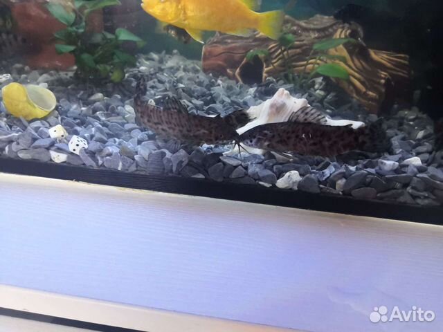 Сом таракатум