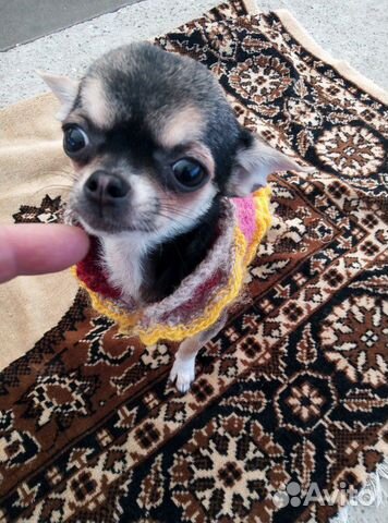 Чихуахуа девочка миничка
