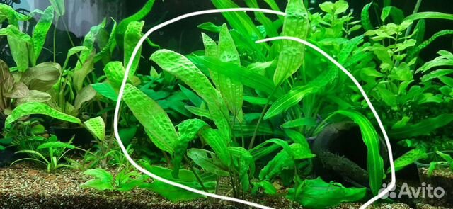 Растения для аквариума