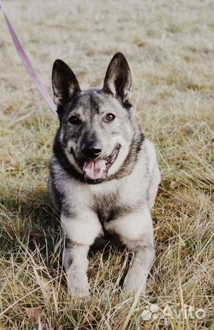 Дружелюбный Френд ищет дом