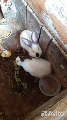 Кролики калифорнийские