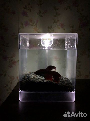 Аквариум отсадник для рыб, для петушка