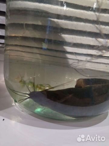 Аквариумные рыбки