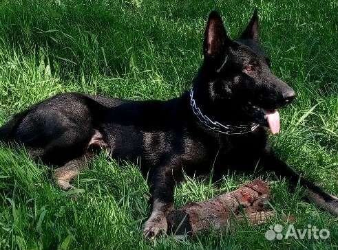 Кобель вео на случку бесплатно