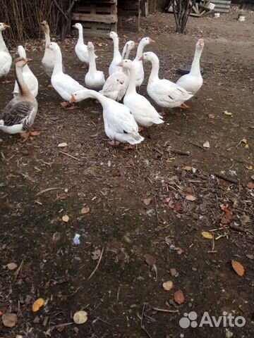 Гуси живые