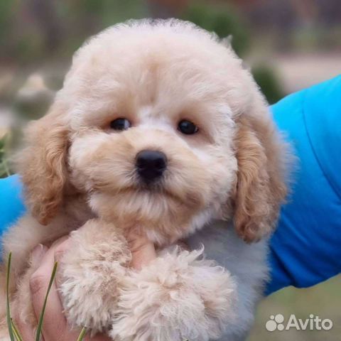 Сладкая девочка Мальтипу Ф1