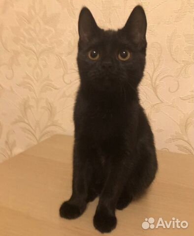 Котенок