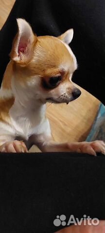 Вязка кобель чихуахуа