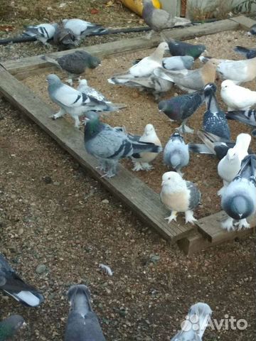 Голуби Турецкая Такла