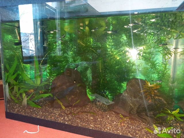 Аквариум укомплектованный