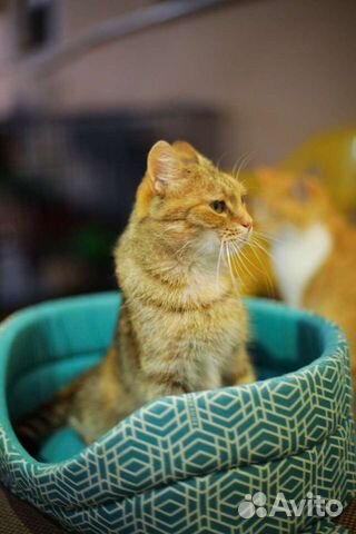 Кошечка Солнышко