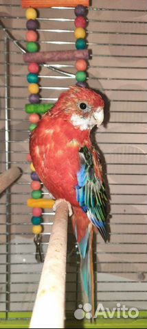Попугай розелла самец