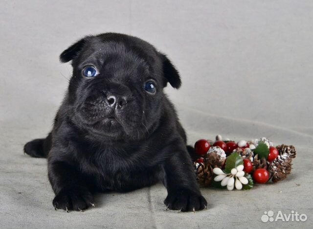 Девочка пэт класса мультяшная