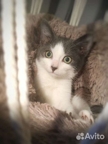 Котенок 2,5 м мальчик