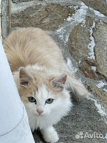 Котенок уличный пушистый