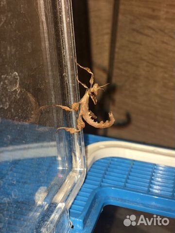 Австралийские палочники