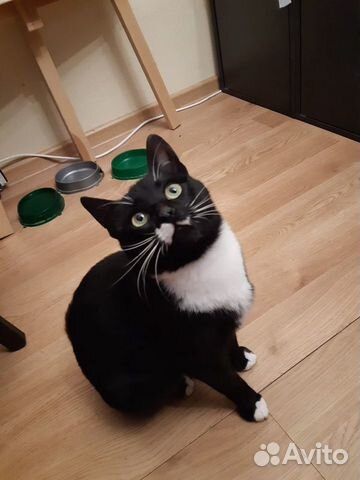 Кот ищет дом