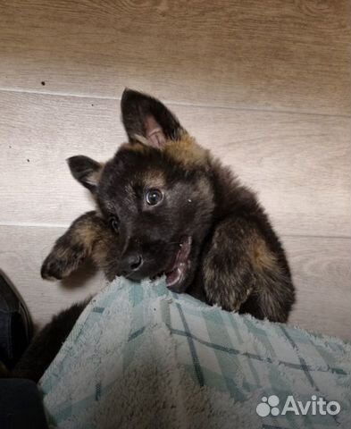 Игрун-попрыгун)