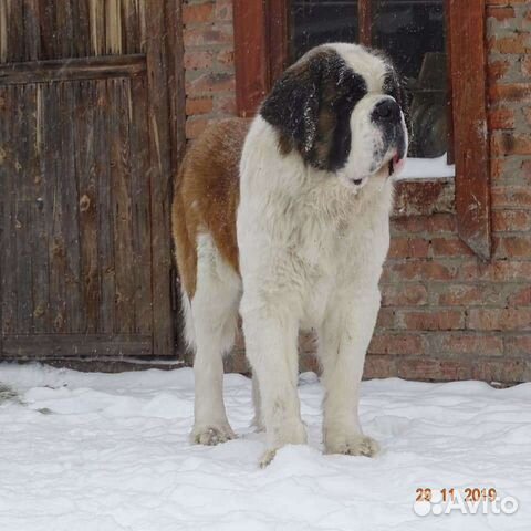 Кобель сенбернара для вязки