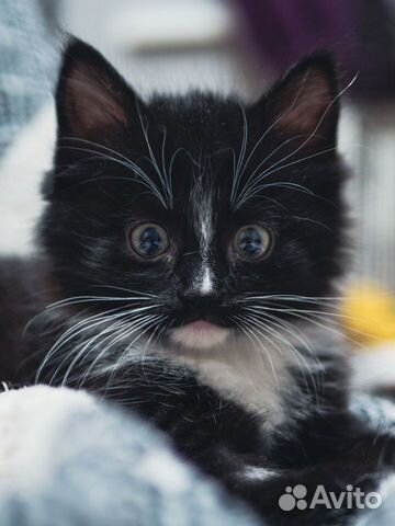 Котенок Алиса в дар