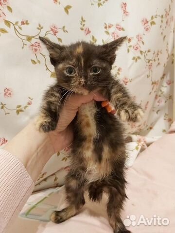 Котенок-черепашка. На счастье