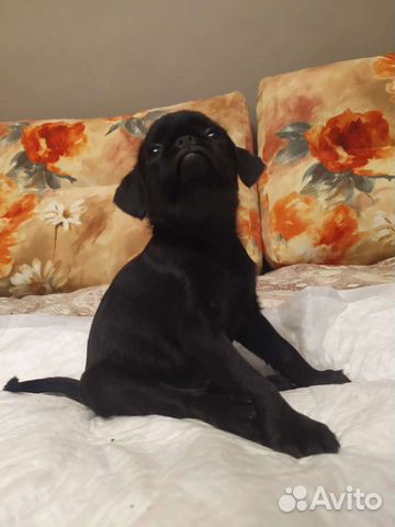 Пти брабансончики