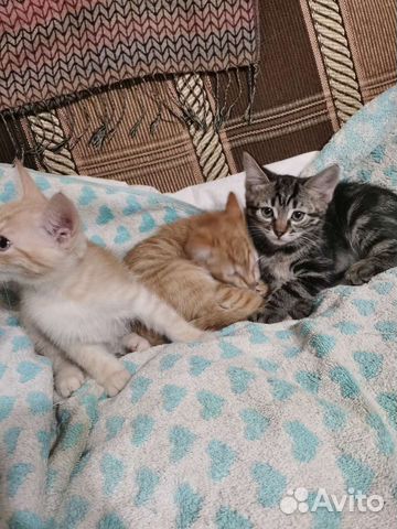 Кошка в дар