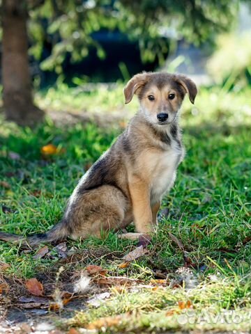 Лютик (щенок в дар)