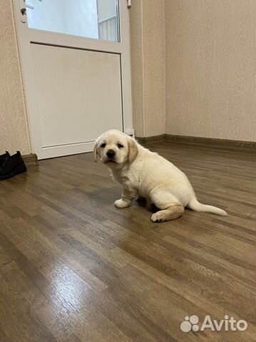 Щенки лабрадора палевые